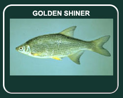 Fish Species for Pond Stocking and Lake Stocking- Harrison Fishery, Inc ...